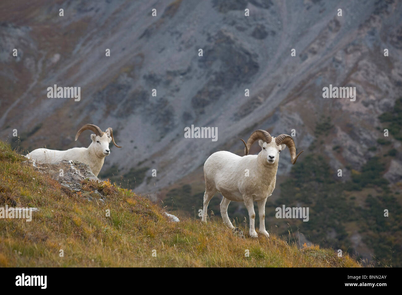 Two Dall Sheep on a ridge with mountain background, Mount Margaret ...