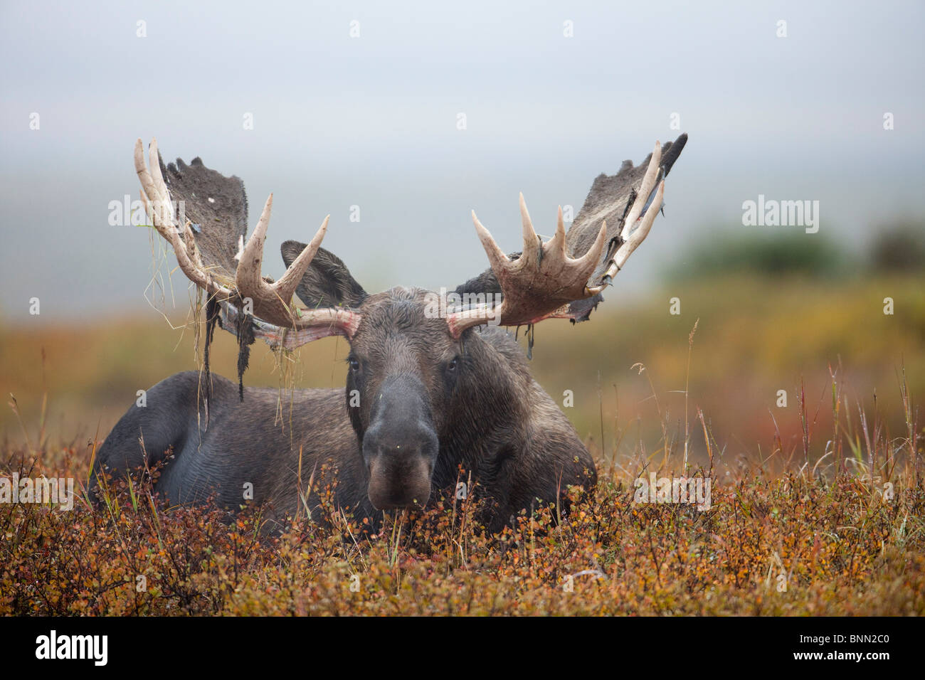 Moose Laying Down High Resolution Stock Photography and Images - Alamy