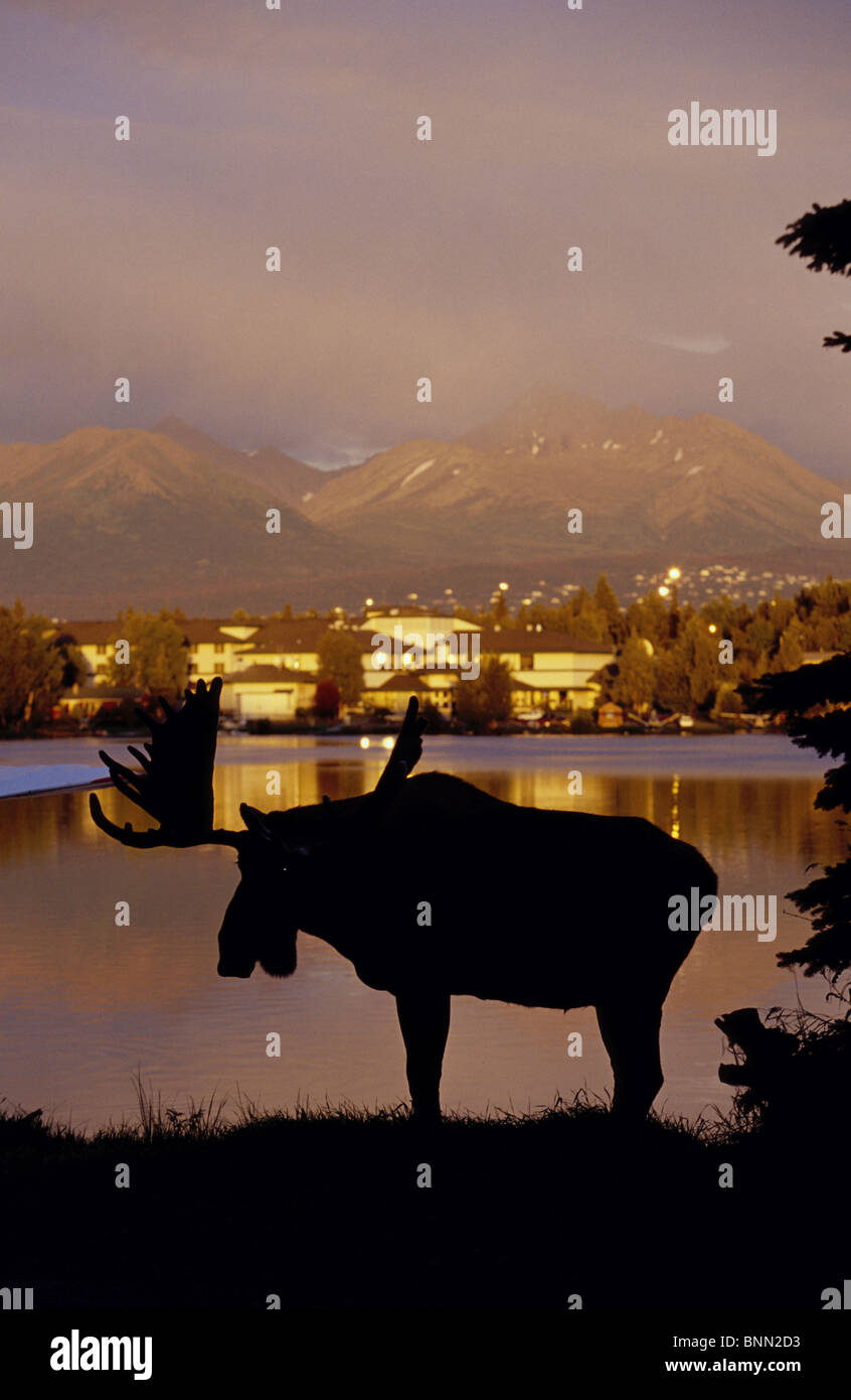 Silhouette of Moose w/Lake Hood in Background SC Alaska Stock Photo - Alamy