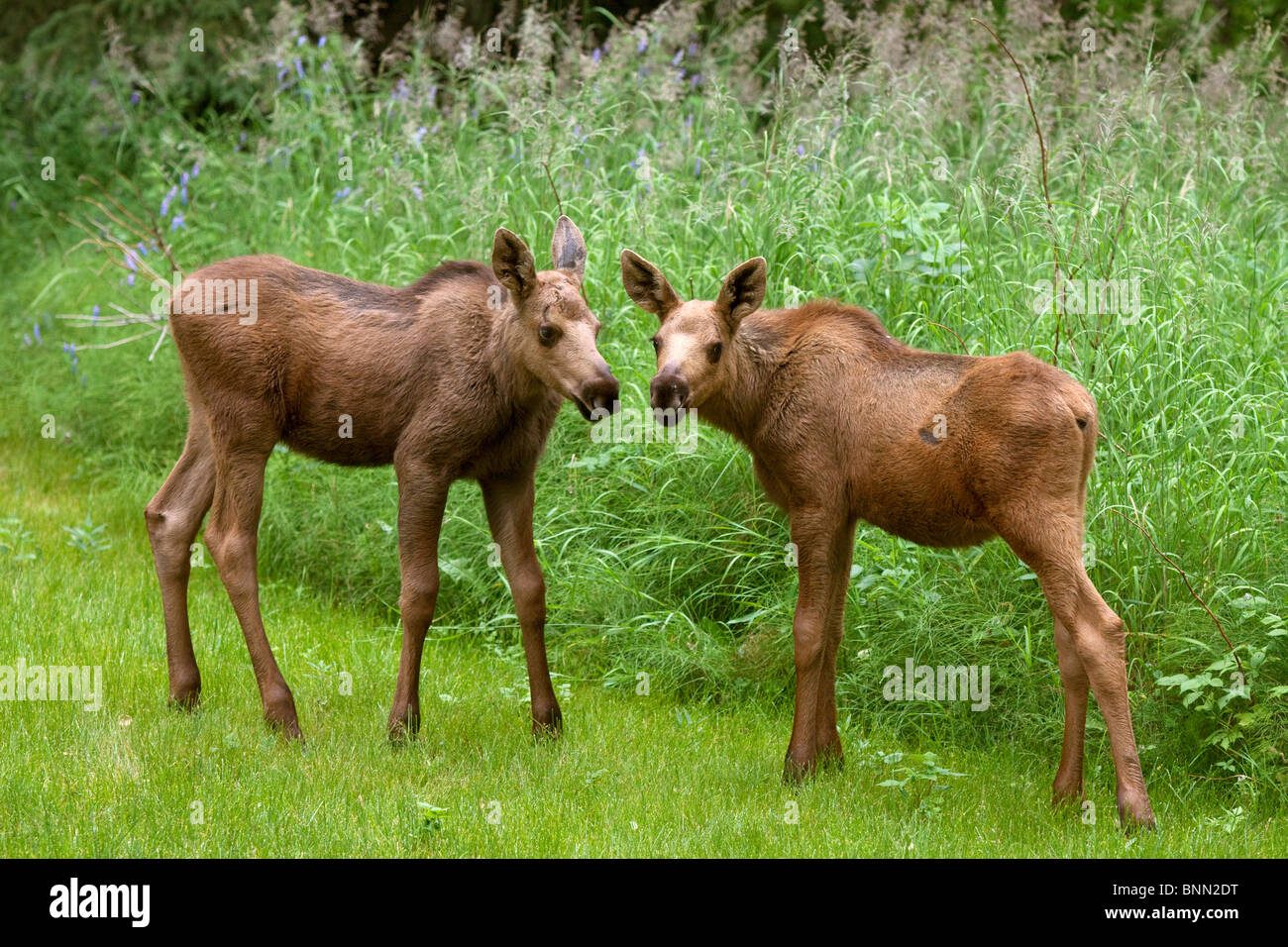 Moose nose hi-res stock photography and images - Alamy
