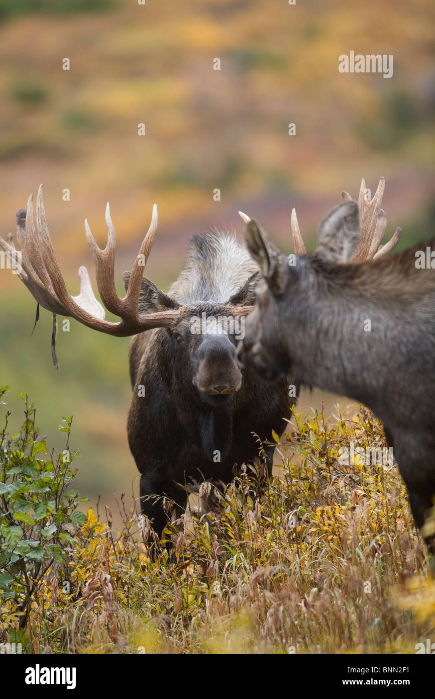 Male bull moose alaska dominant hi-res stock photography and images - Alamy