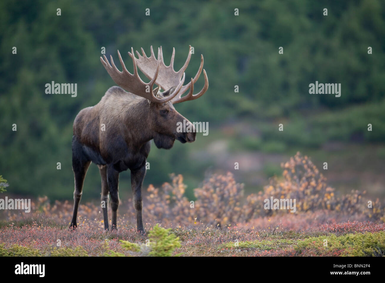 Tundra moose hi-res stock photography and images - Alamy