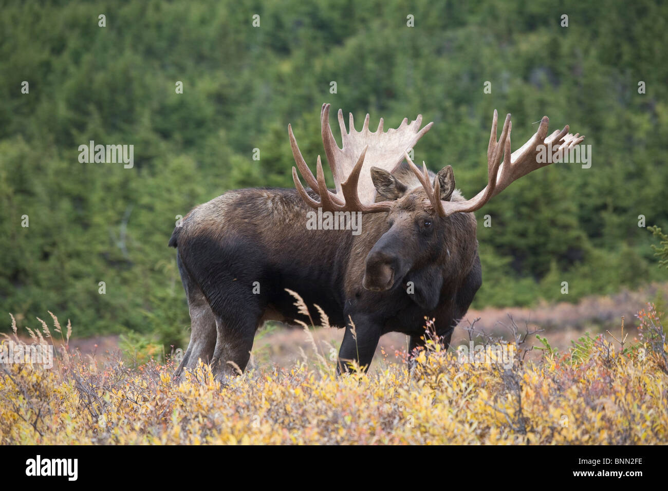 Moose bull stands broadside during rut in Autumn, Powerline Pass ...