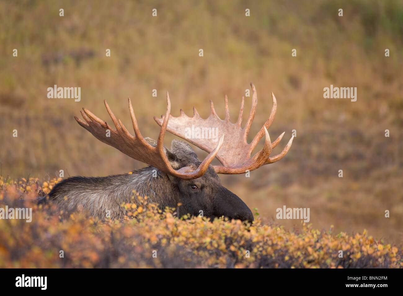 Moose Laying Down High Resolution Stock Photography and Images - Alamy