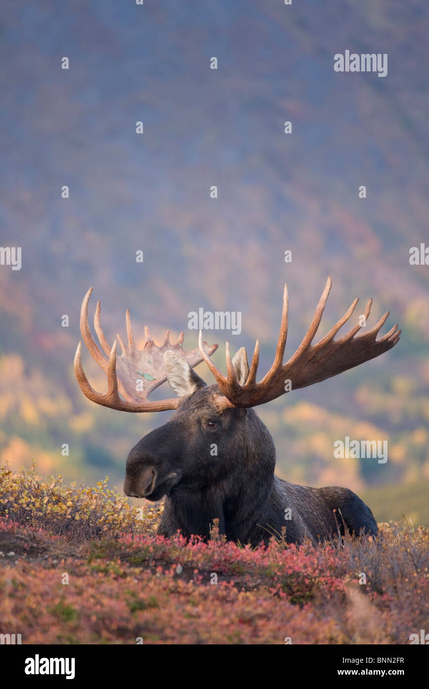 Bull moose bedded down during Autumn, Powerline Pass, Chugach State ...
