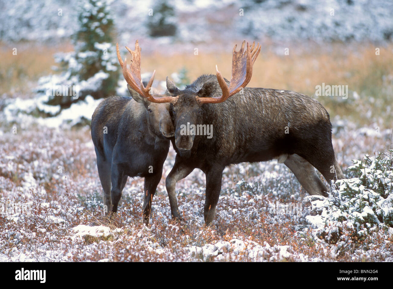 Moose mating hi-res stock photography and images - Alamy