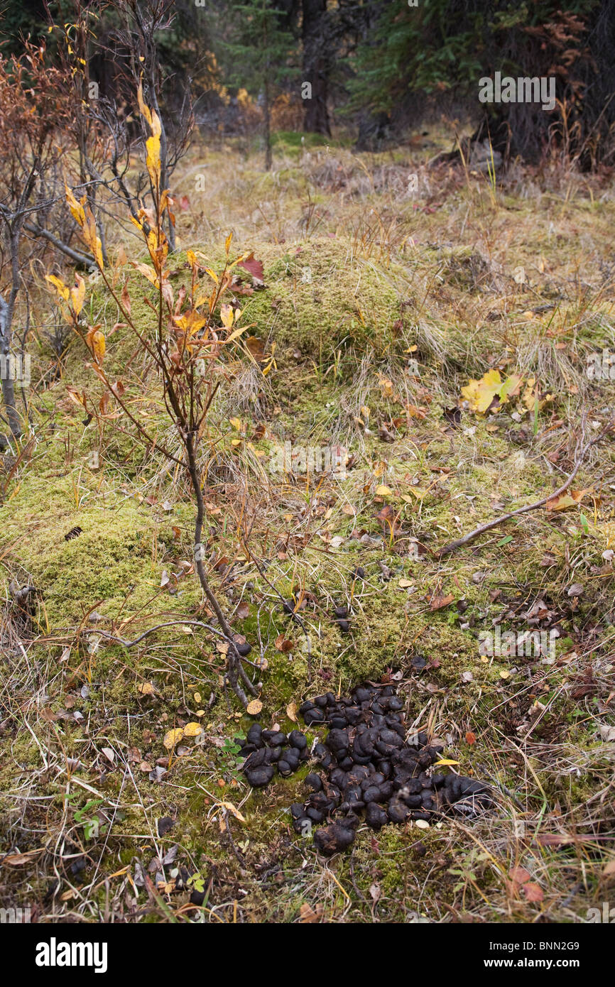 Moose droppings on floor of spruce forest, Savage River area, Denali ...