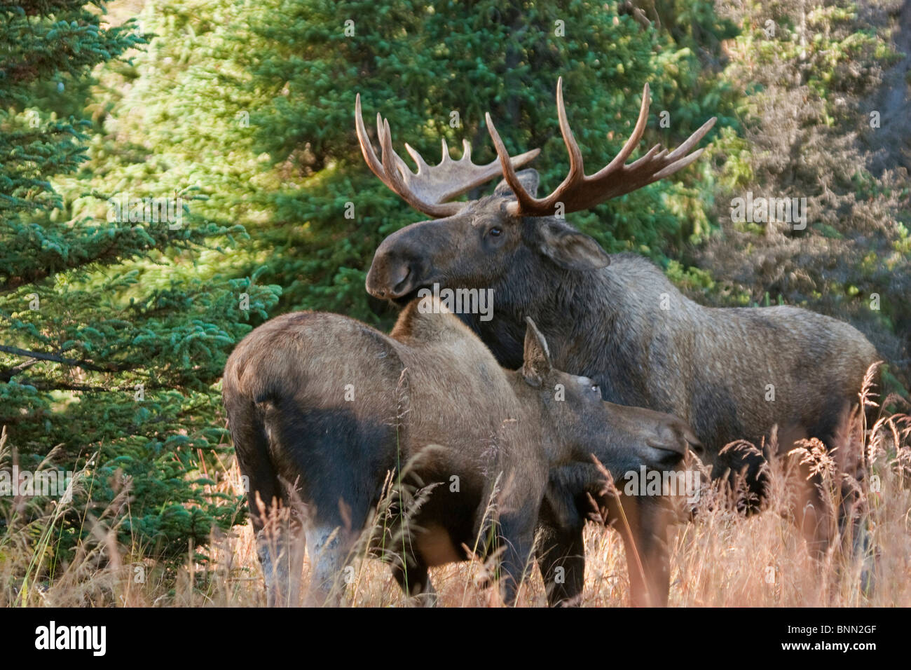 Rutting moose hi-res stock photography and images - Alamy