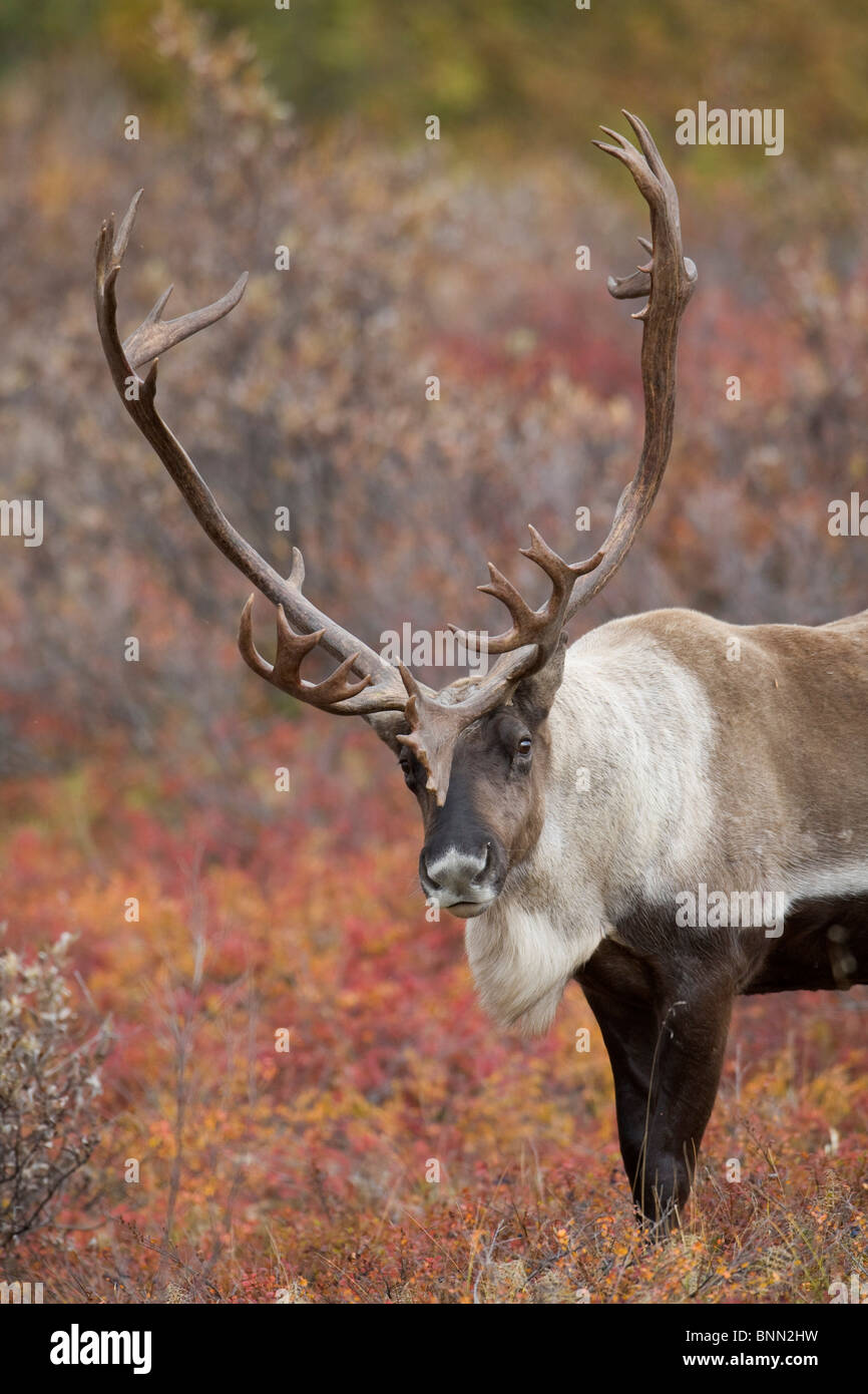 Bull caribou on Autumn tundra in Denali National Park, Alaska Stock ...