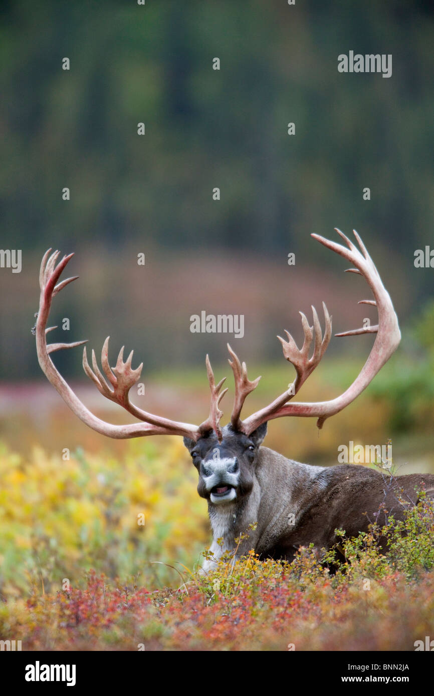 Bull caribou bedded on Autumn tundra in Denali National Park, Alaska ...