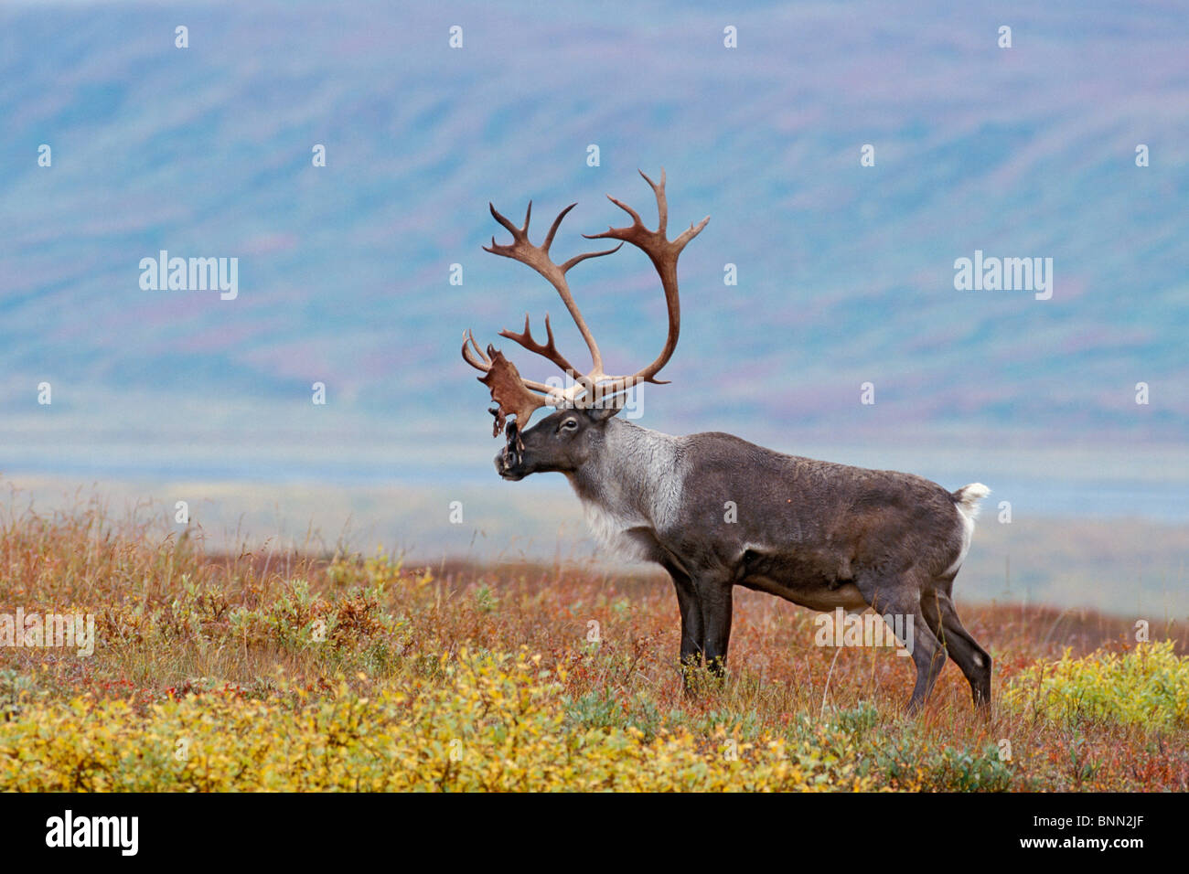 Caribou bull standing on ridge above the Denali bar with velvet hanging ...