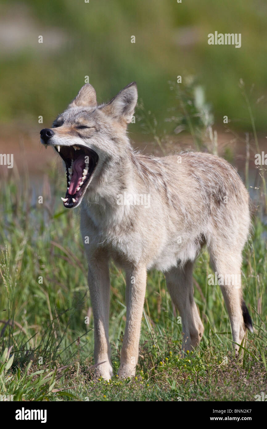 CAPTIVE coyote yawning at Alaska Wildlife Conservation Center, Alaska ...