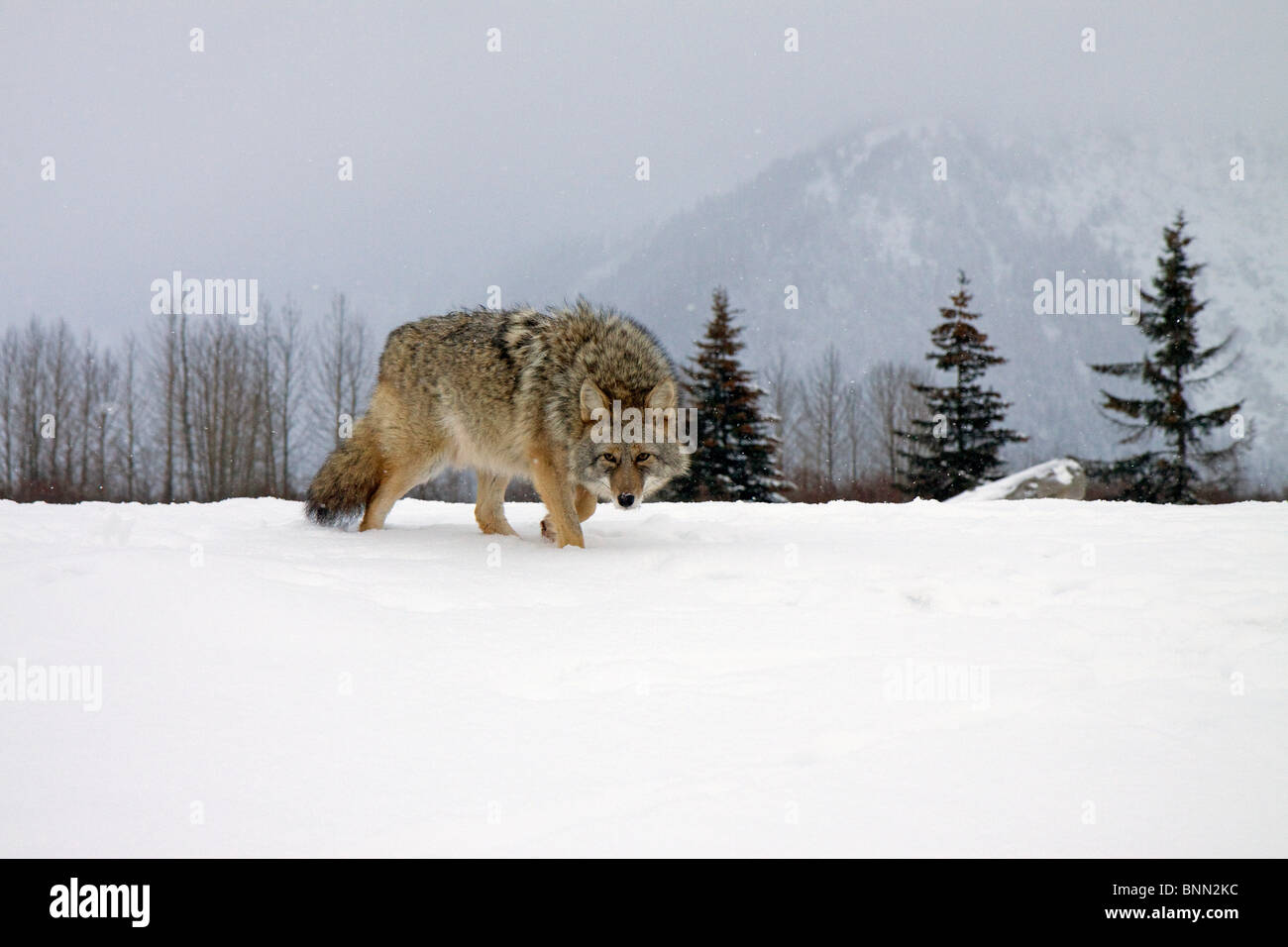 Coyote wildlife hi-res stock photography and images - Alamy