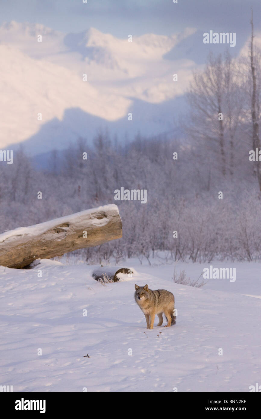 Coyote wildlife hi-res stock photography and images - Alamy