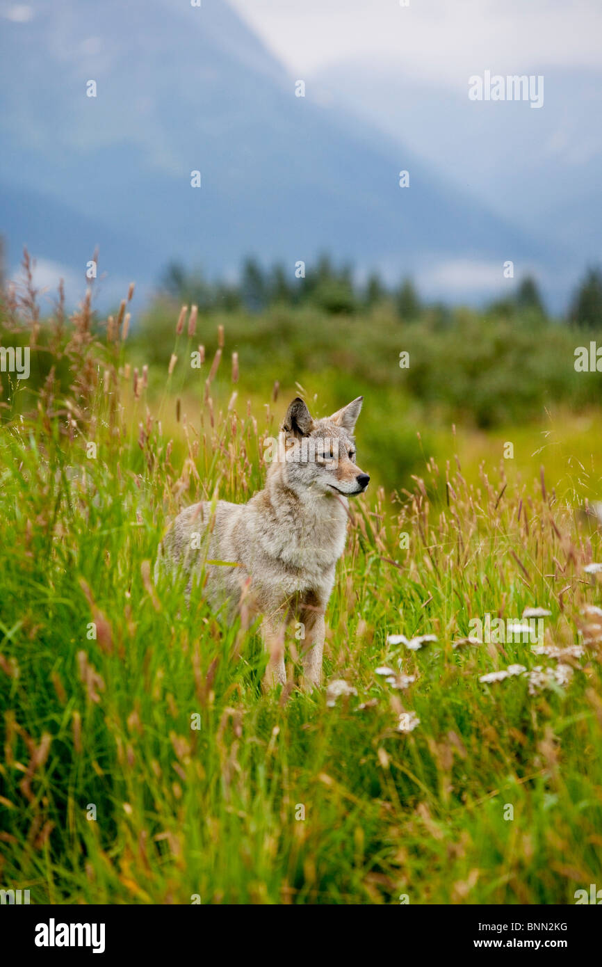 CAPTIVE coyote stands in summer flowers and grasses at the Alaska ...