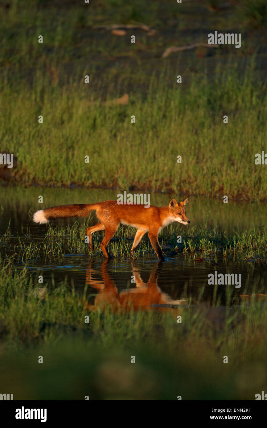 Wet red fox hi-res stock photography and images - Alamy