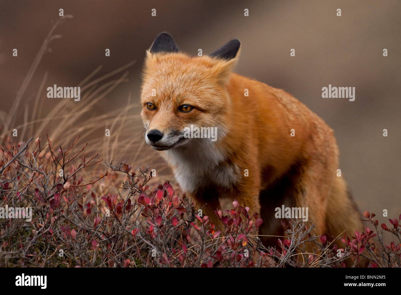Tundra fox hi-res stock photography and images - Alamy