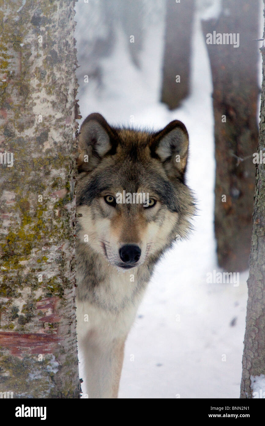 Wolf tree hi-res stock photography and images - Alamy