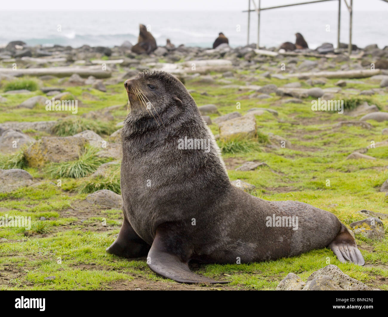 Portrait of a sub adult male Northern Fur Seal, St. Paul Island, Alaska ...