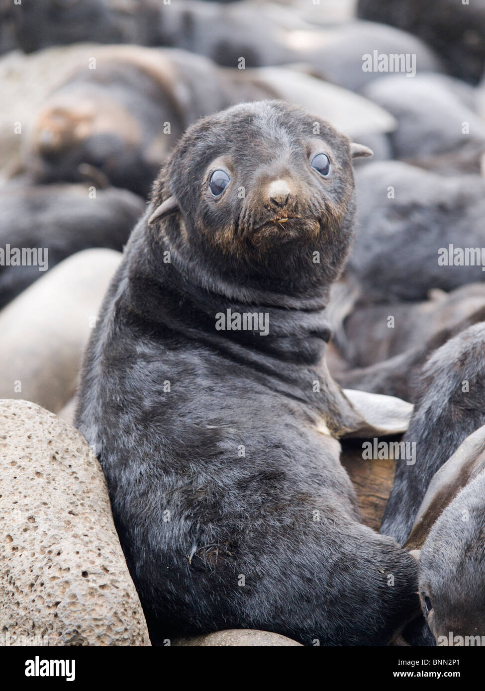 Close up portrait of a newborn Northern Fur Seal pup, summer, St. Paul ...