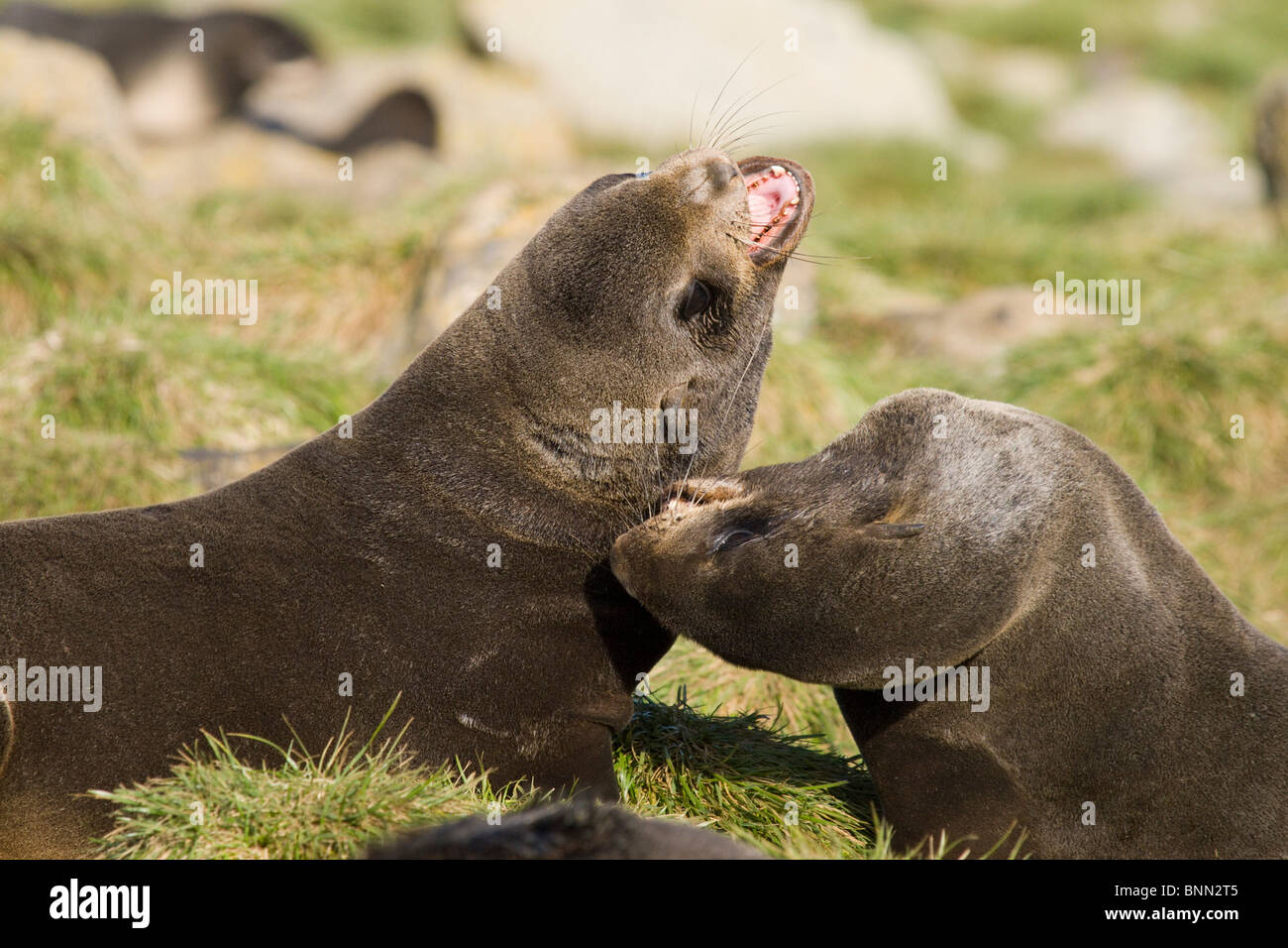 Alaska seals hi-res stock photography and images - Alamy