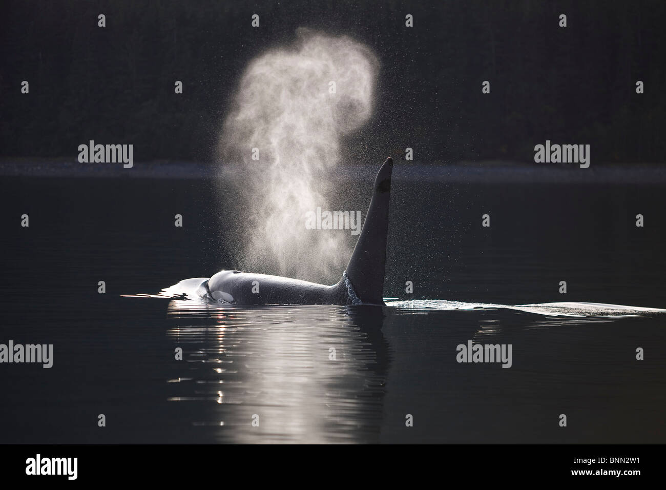 Orca Whale surfaces along a forested shoreline in Alaska's Inside ...