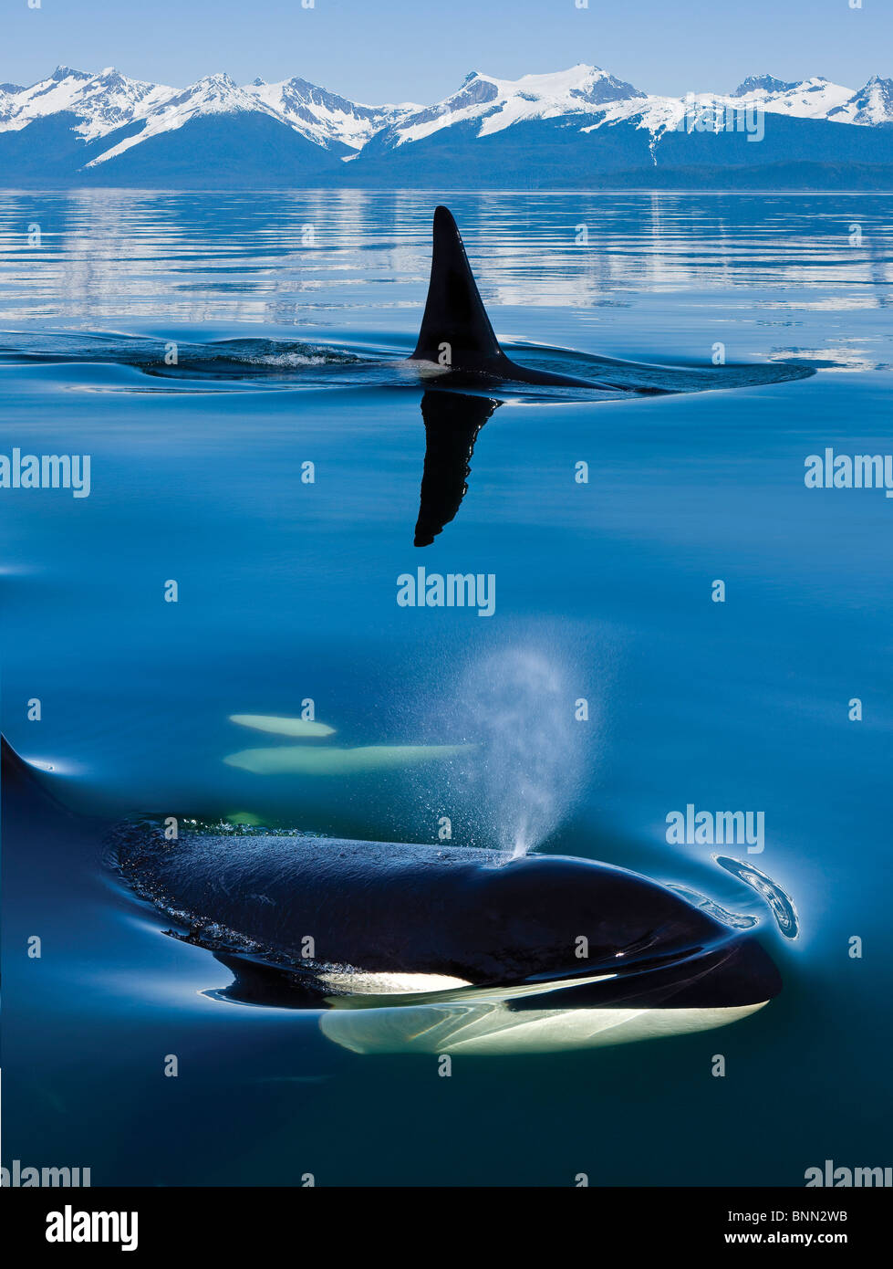 COMPOSITE: Orca whales as they surface in Lynn Canal with the Coast ...