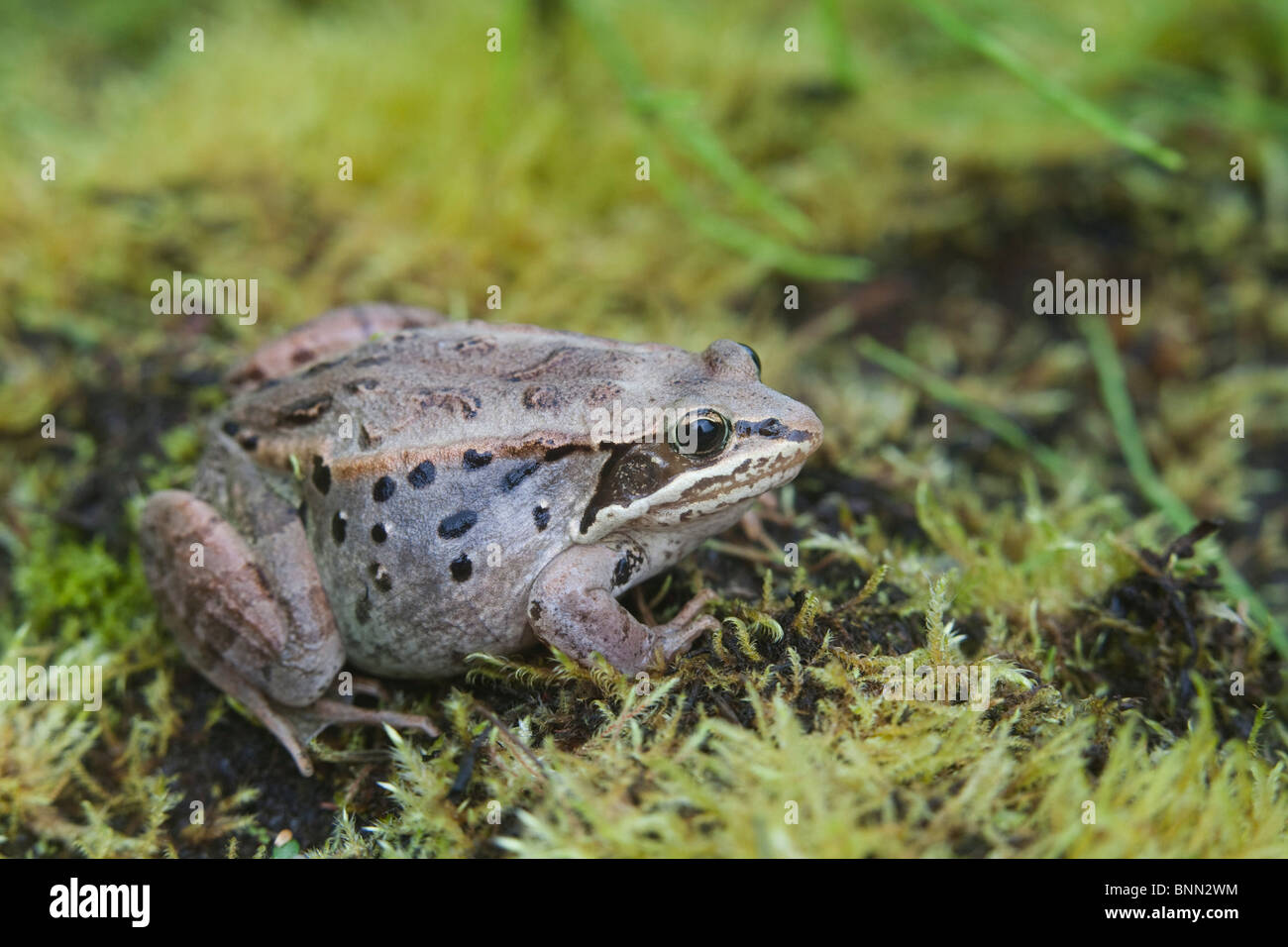 Wood Frog on the Copper River Delta during Summer, Alaska Stock Photo ...