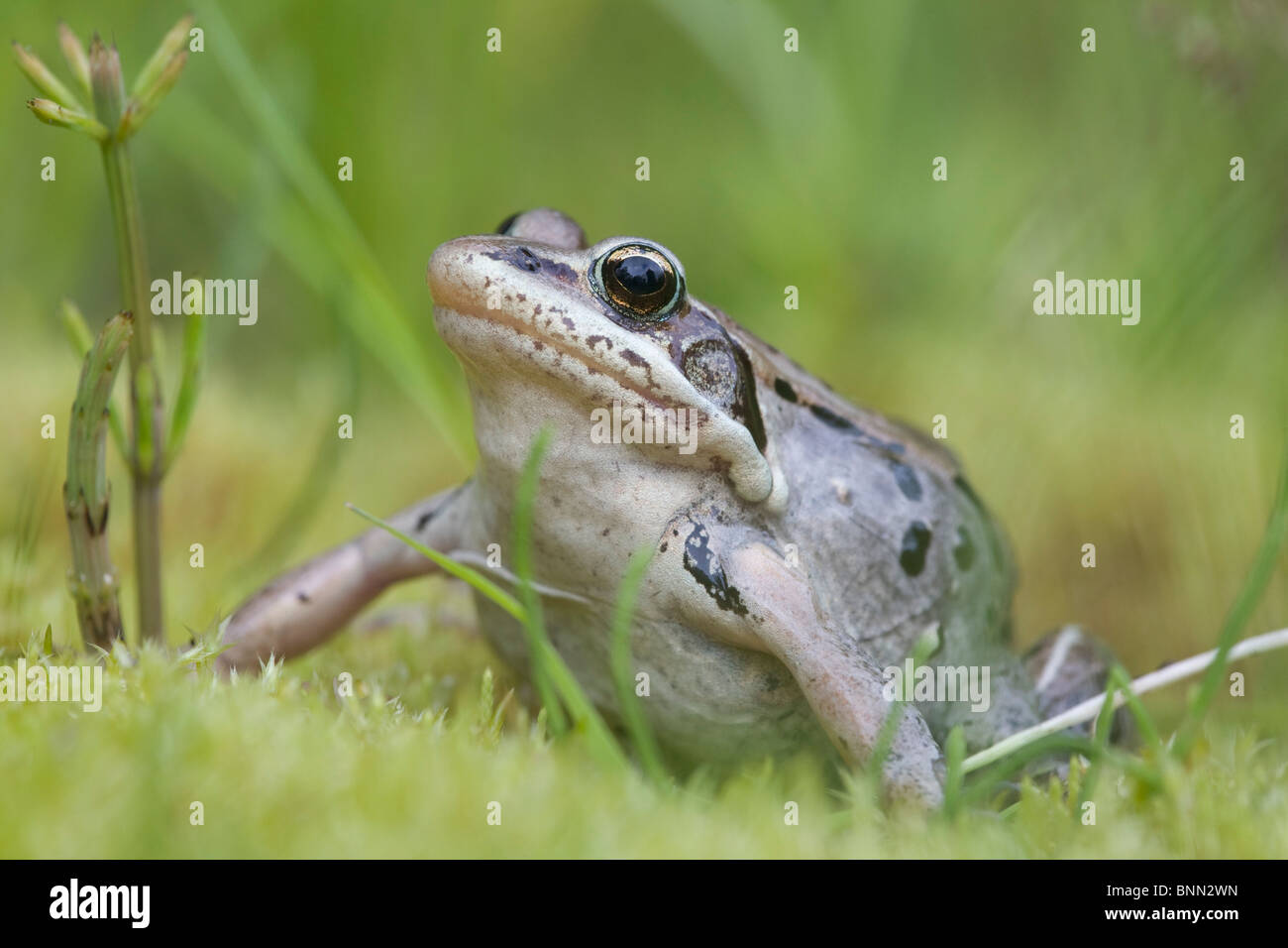 Wood Frog on the Copper River Delta during Summer, Alaska Stock Photo ...