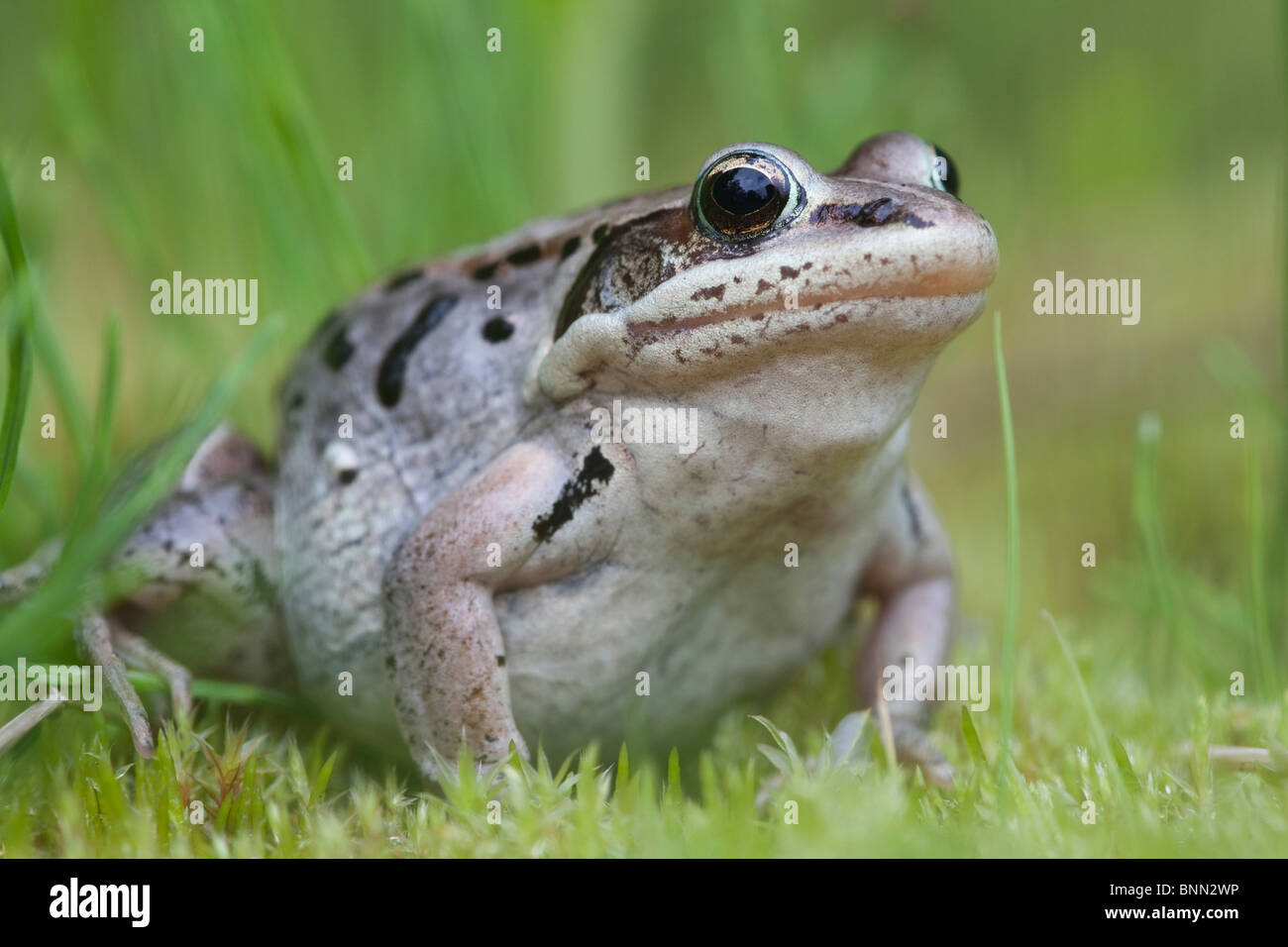 Wood frog and alaska hi-res stock photography and images - Alamy