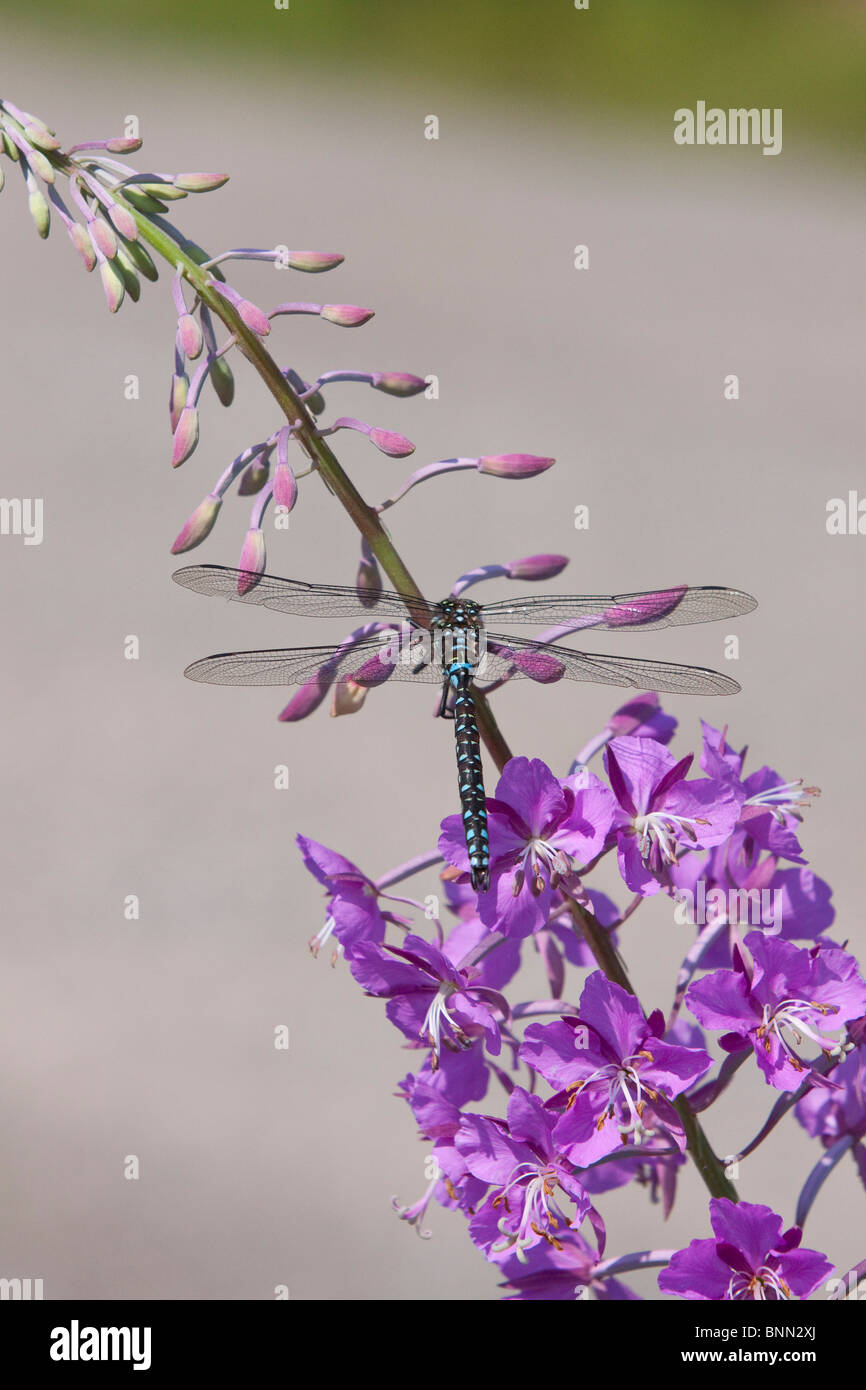 Dragonfly lands on a Fireweed bloom, Fairbanks, Alaska Stock Photo - Alamy