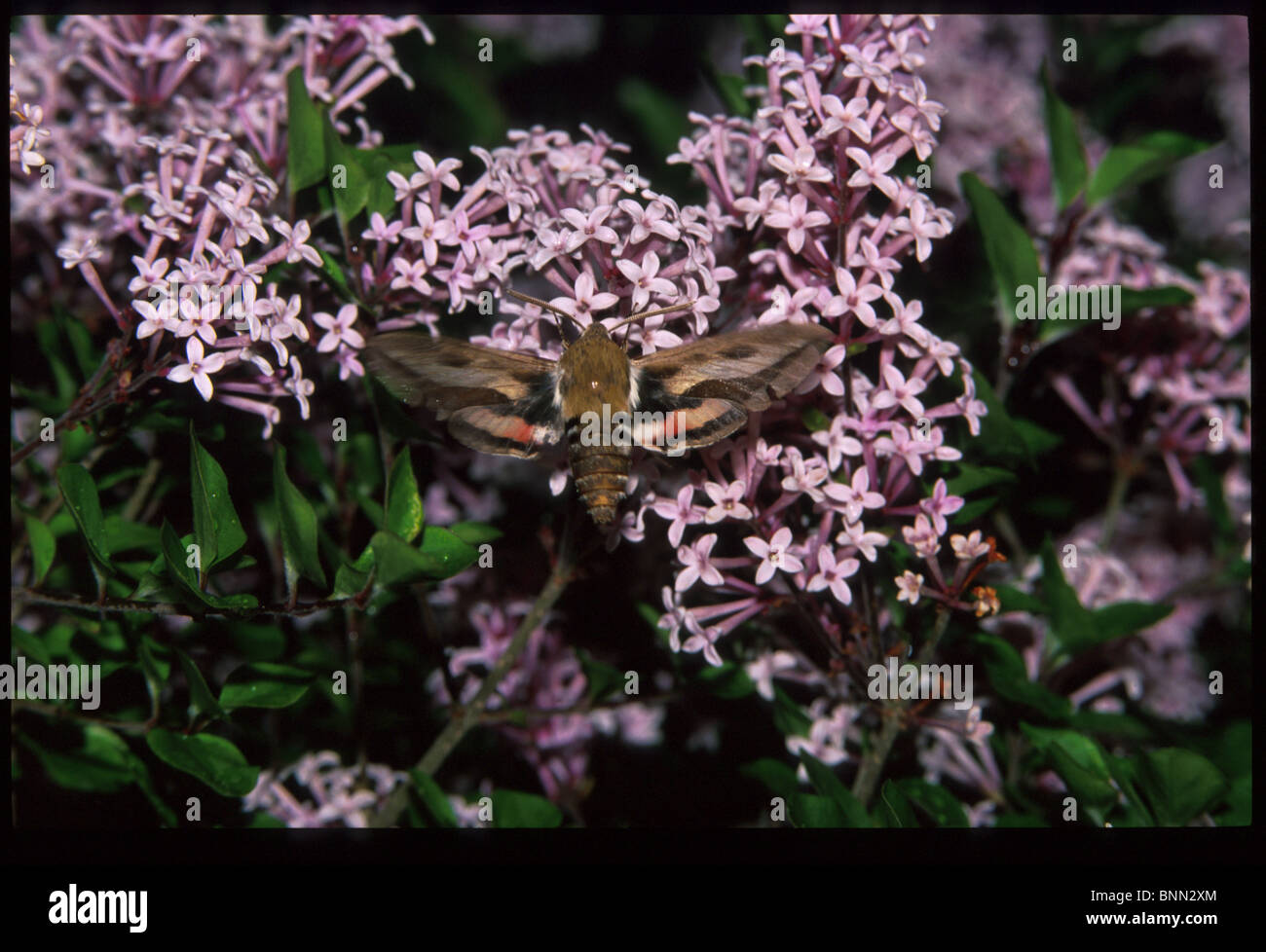 Hummingbird hawk moth on lilacs Anchorage SC AK summer close up Stock ...