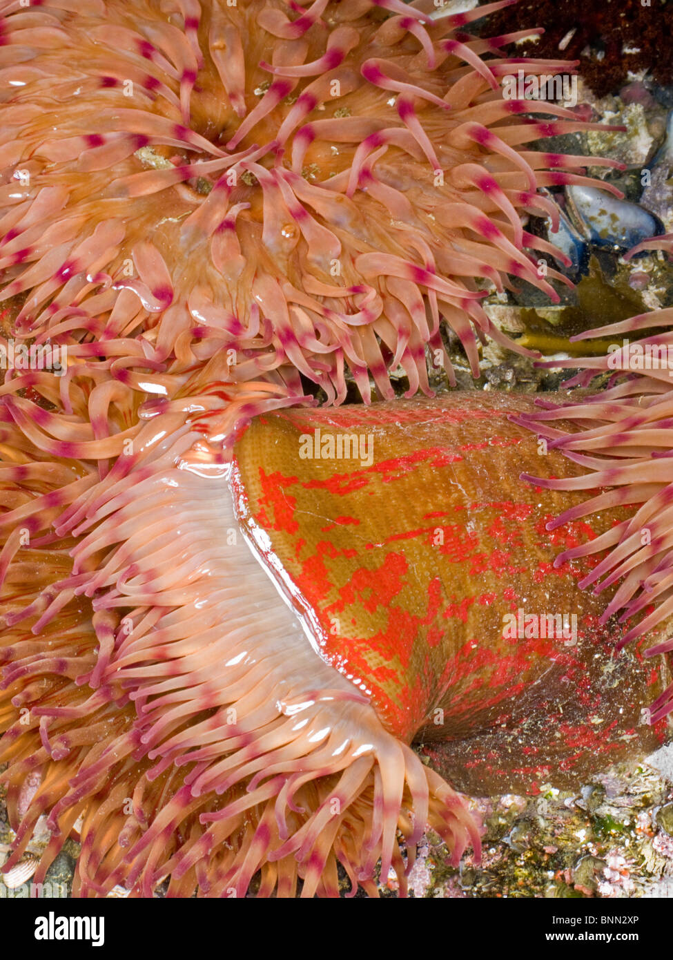 Underwater view of a Christmas Anemone at Jakolof Bay during low tide ...