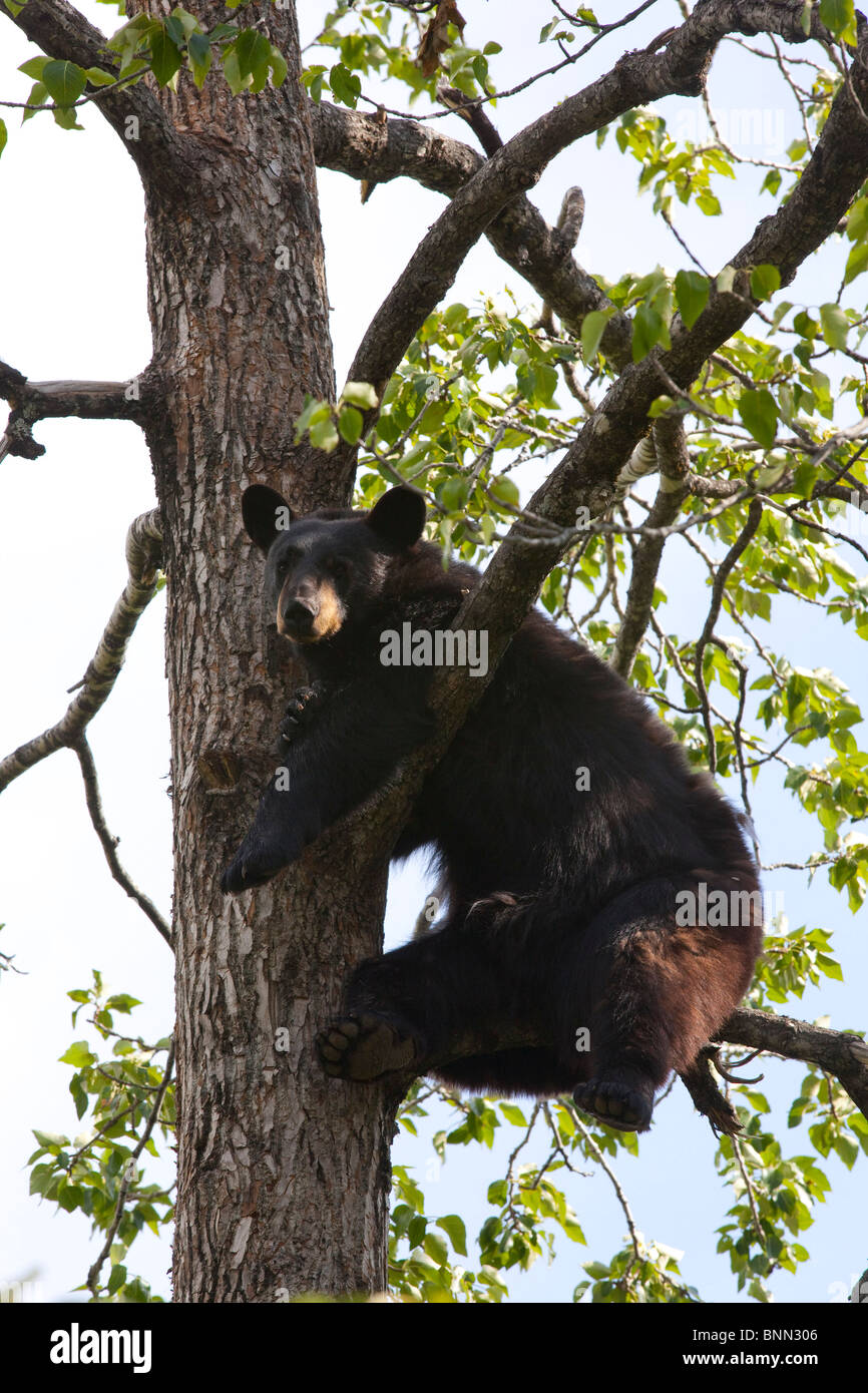 Adult black bear climbing tree hi-res stock photography and images - Alamy