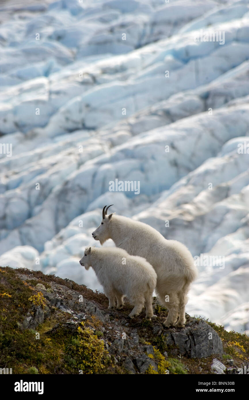 Adult female mountain goat hi-res stock photography and images - Alamy