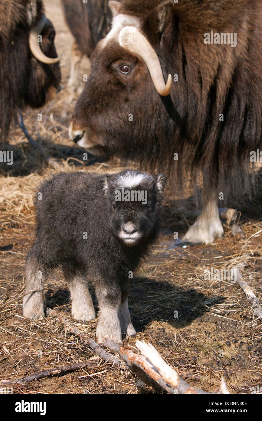 Muskox Calf