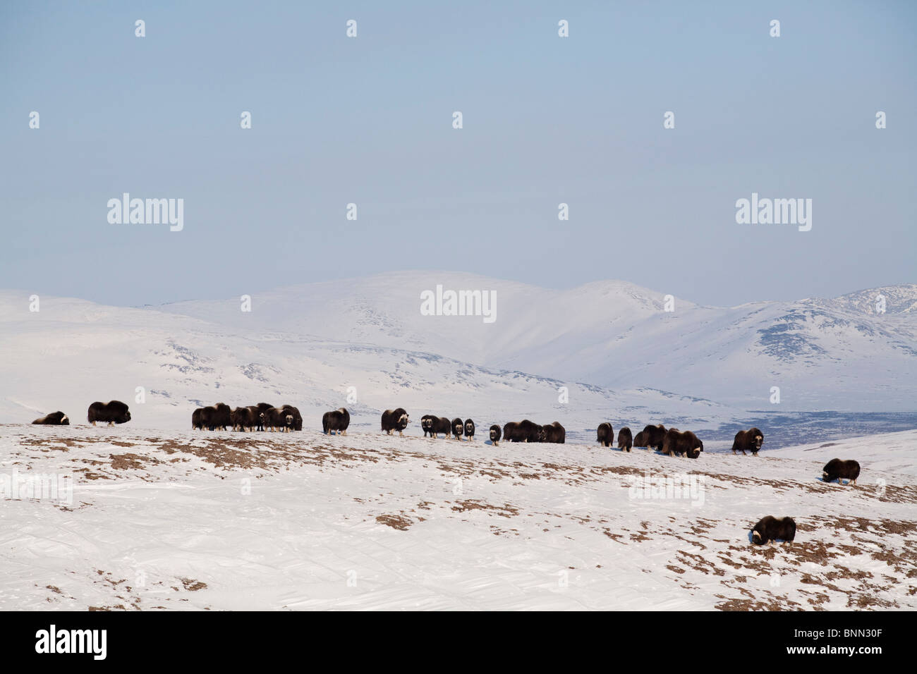 Muskox herd on windswept ridge during Winter on the Seward Peninsula ...