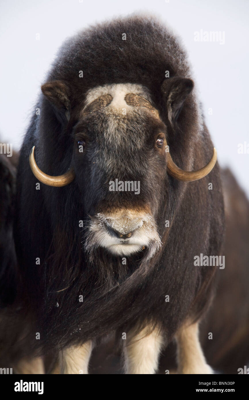 Female Musk-ox on the Seward Peninsula near Nome, Arctic Alaska, Winter ...