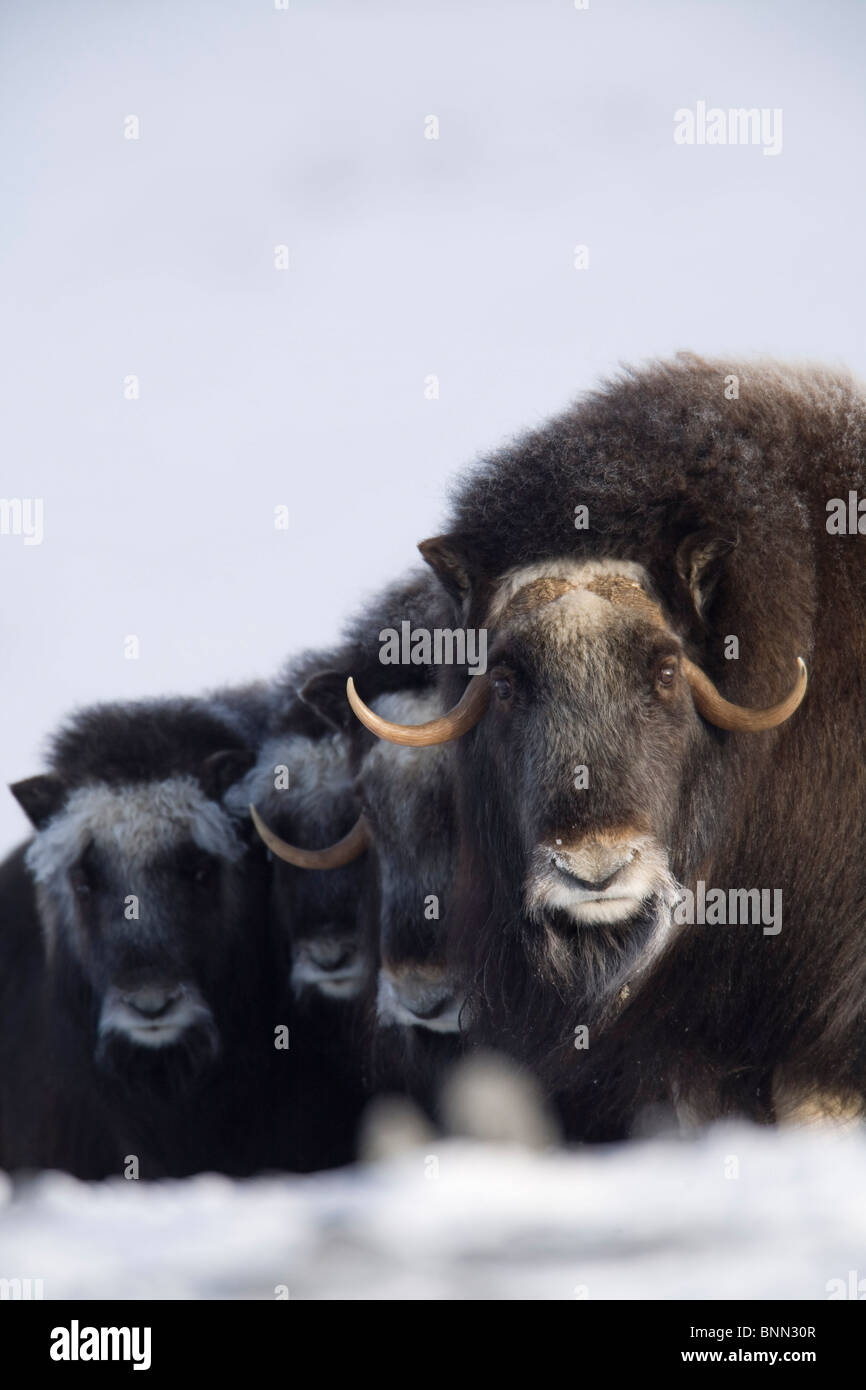 Female musk ox on peninsula near hi-res stock photography and images ...