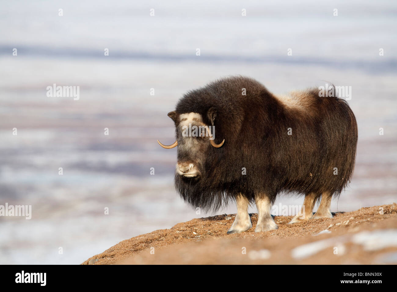Female Musk-ox on a windswept ridge during Winter on the Seward ...