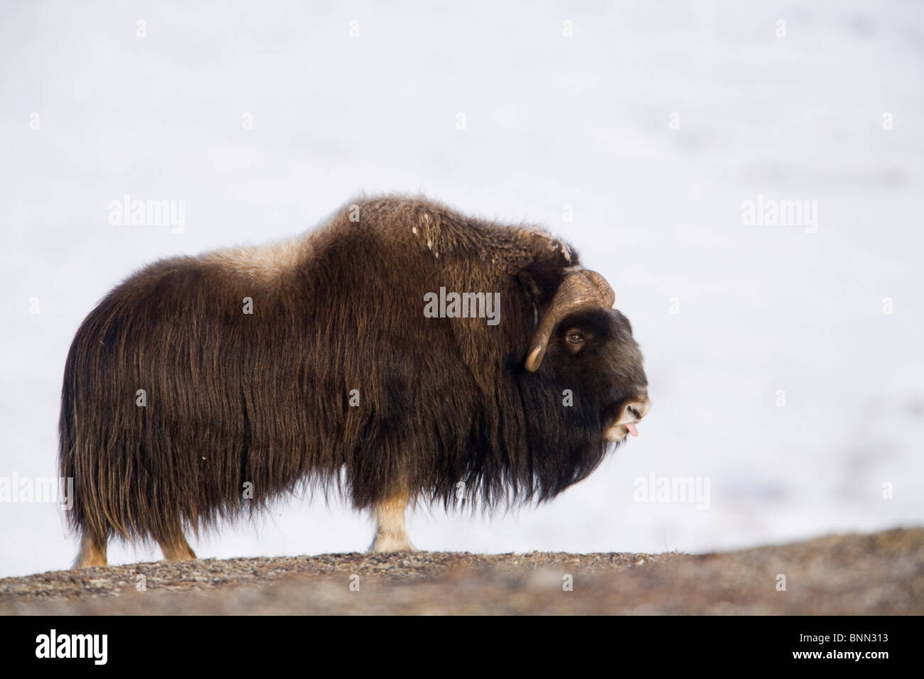 Large bull Musk-ox walking along a windswept ridge during Winter on the ...
