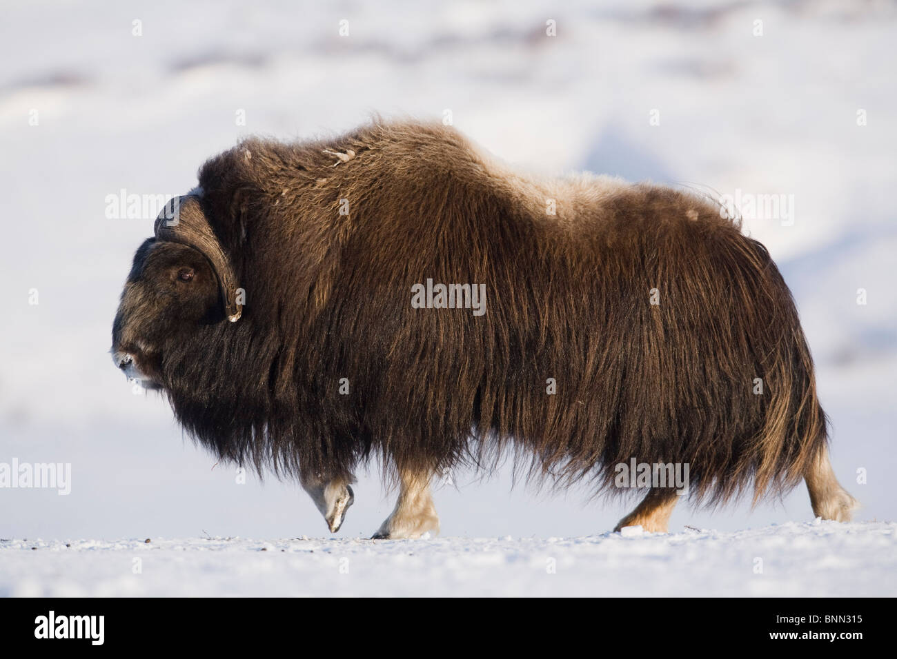 Large bull Musk-ox walking on the snowy & frozen tundra in Winter on ...
