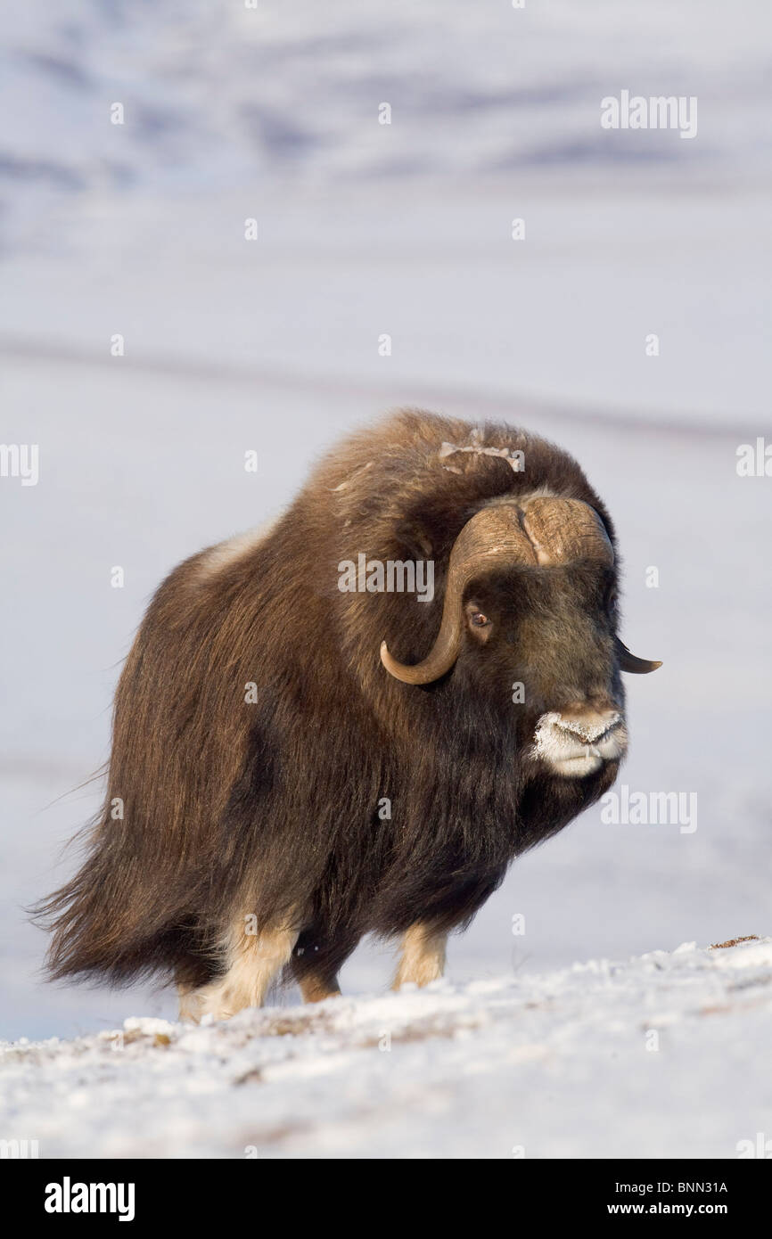 Muskox bull standing in the wind on frozen tundra during Winter on the ...