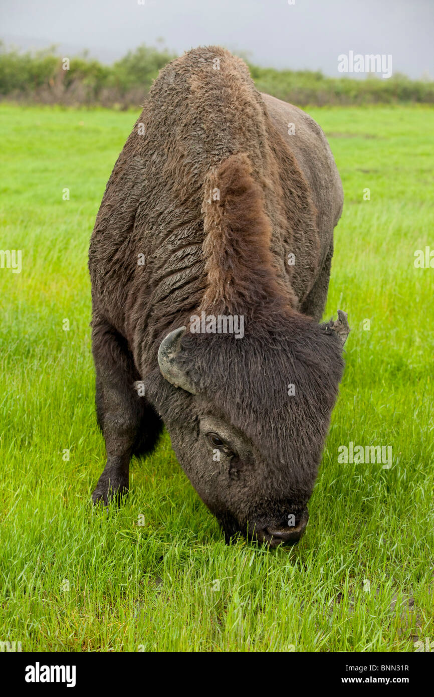 Adult bull eating grass hi-res stock photography and images - Alamy