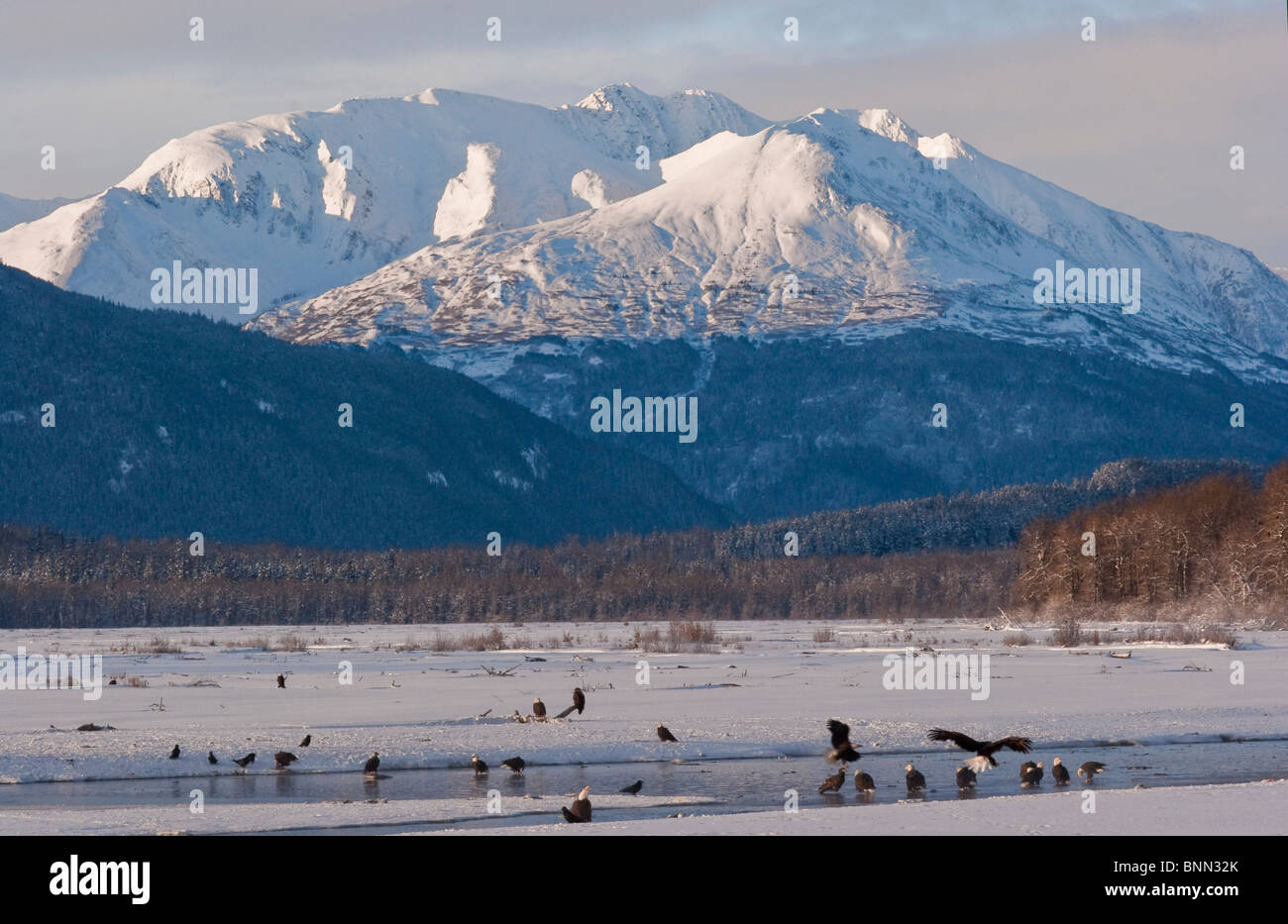 Bald eagle chilkat river hi-res stock photography and images - Alamy