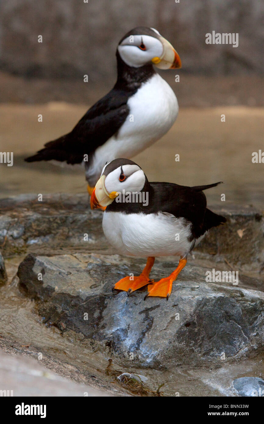 Puffin mating hi-res stock photography and images - Alamy