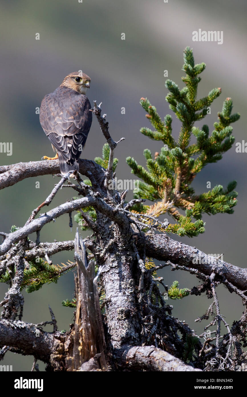 Pigeon Hawk (Merlin) sits on a tree branch in the Turnagain Pass area ...