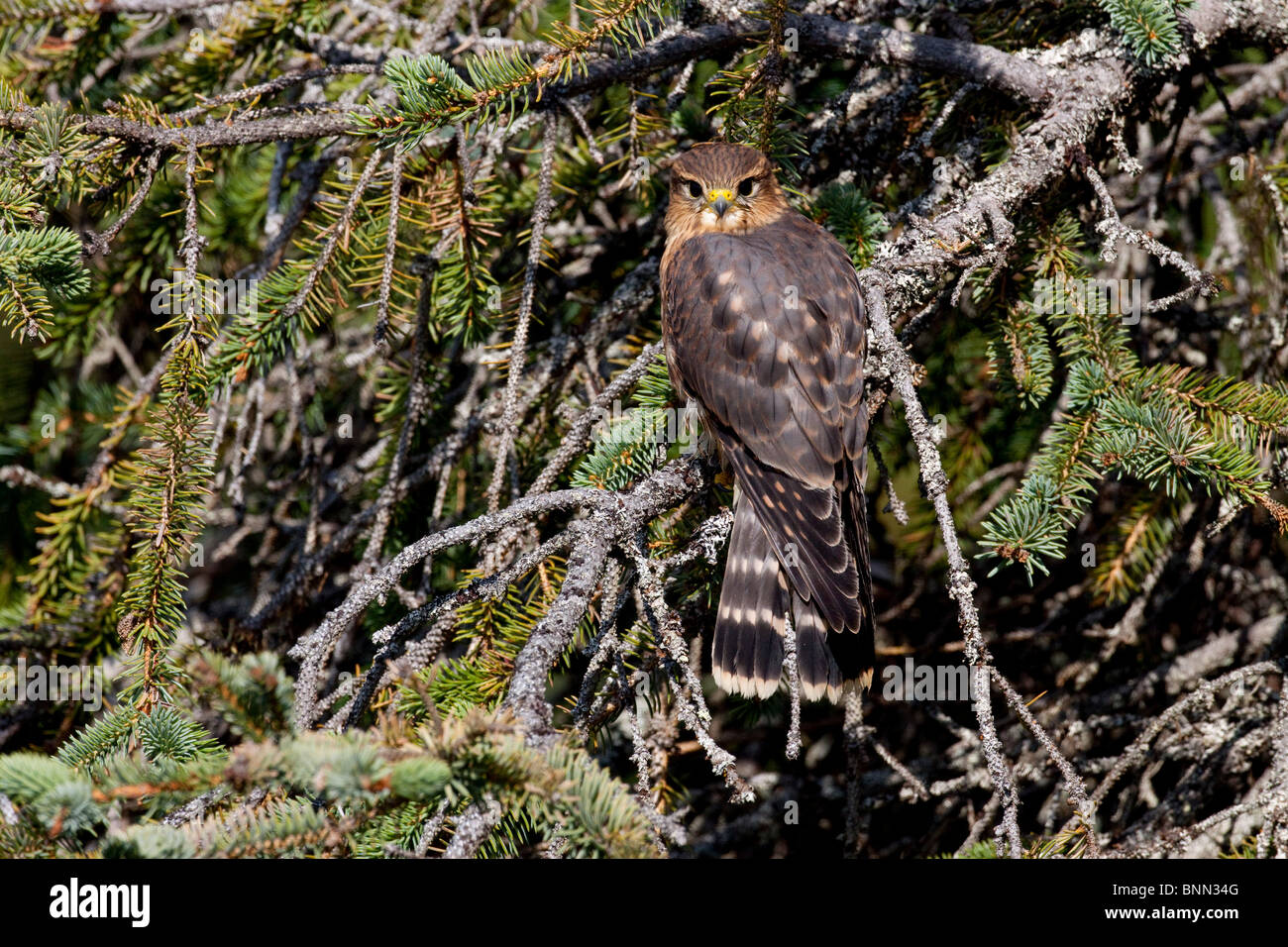 Pigeon hawk hi-res stock photography and images - Alamy