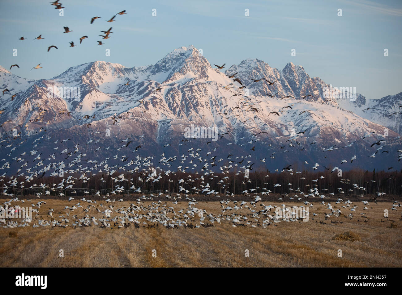 A large flock of Snow geese take off from a field near Springer Loop ...