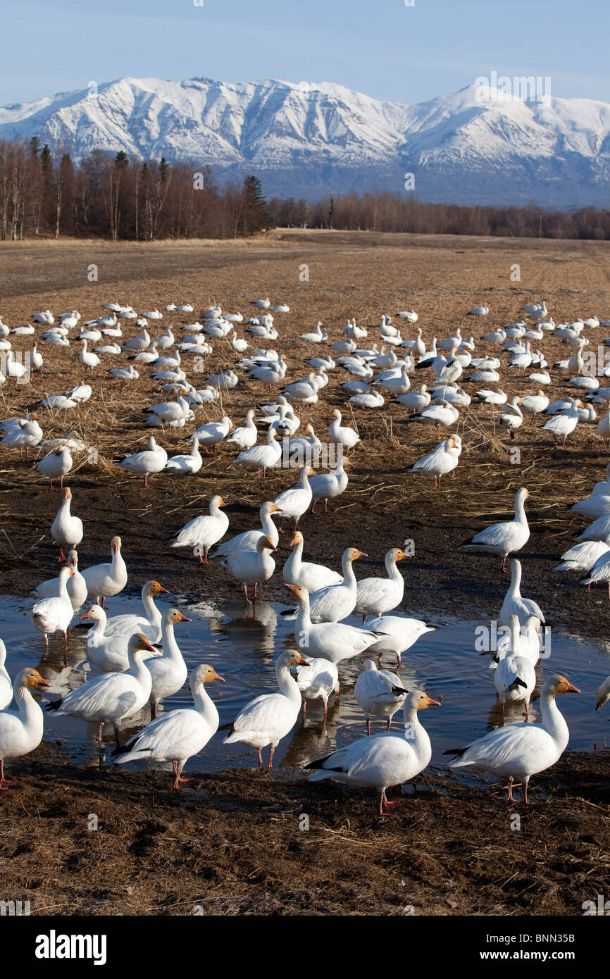 Flock of Snow Geese in the Matanuska Valley during their Spring ...